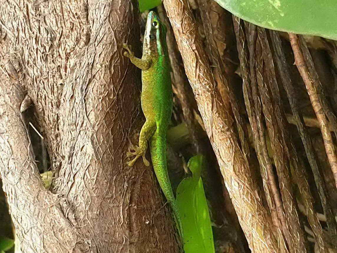 LE GECKO VERT - MANAPANY LES BAINS